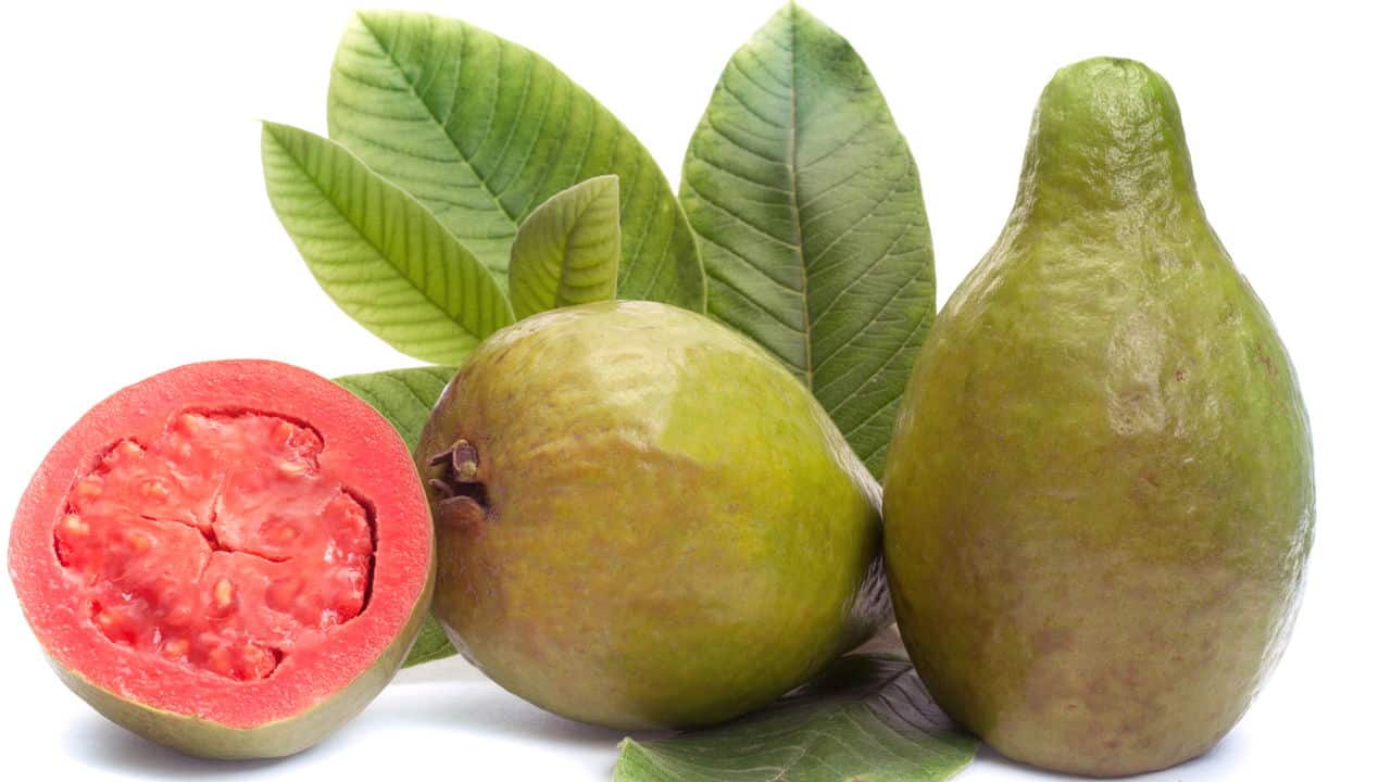 Goiaba possui mais proteínas que outras frutas - Terra Brasil Notícias