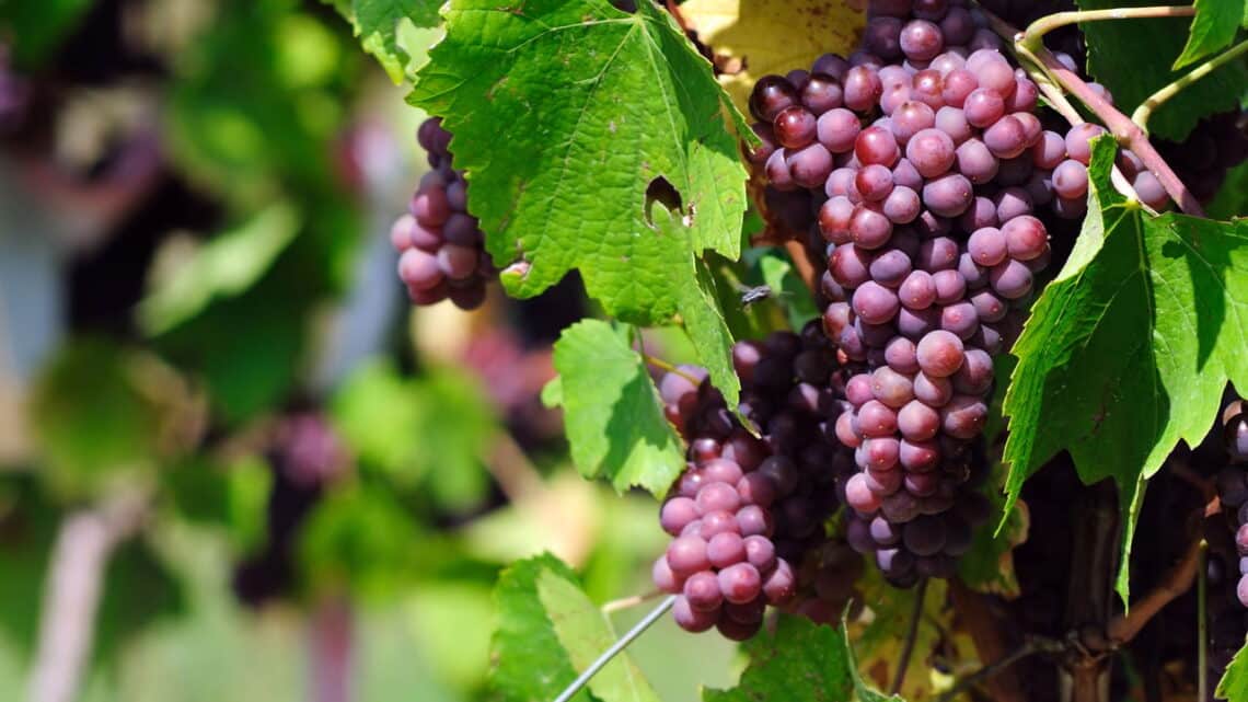 Uvas são o superalimento que você não pode deixar de conhecer - Terra ...