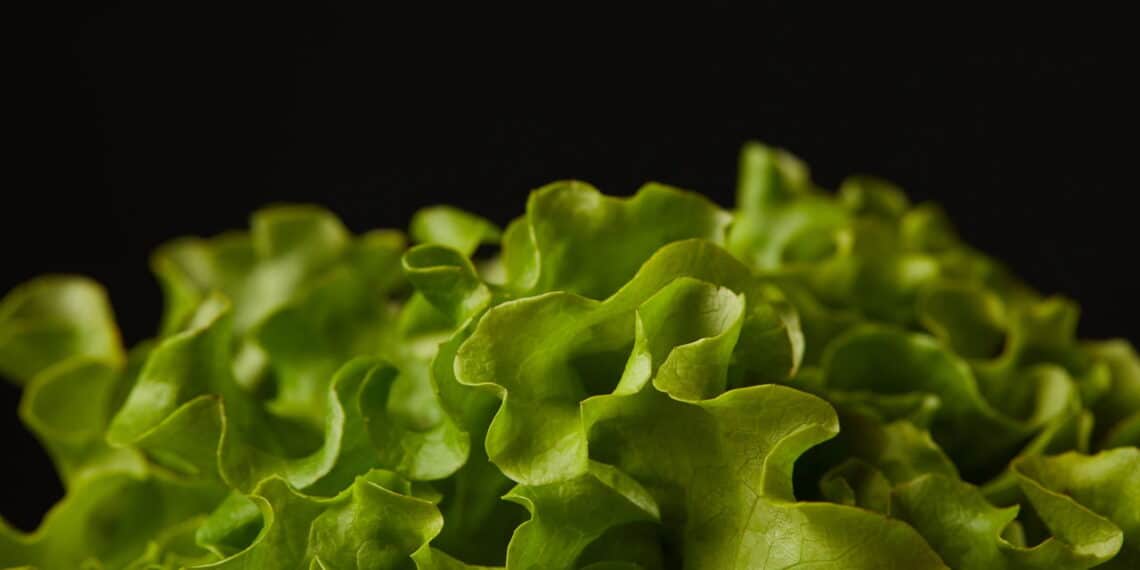 Descubra os benefícios do alface para a saúde de cada variedade - Terra ...