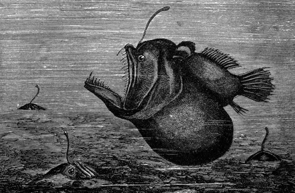 Peixe “diabo negro”: entenda os motivos da rara aparição do animal na ...