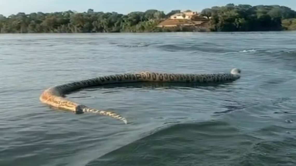 Cobra sucuri é perigosa? Veja os detalhes desse animal fascinante ...