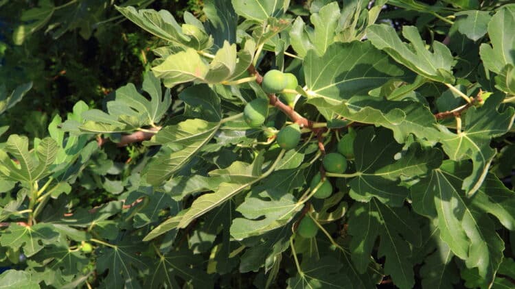 Como plantar figo e colher frutos suculentos sem erro - Terra Brasil ...