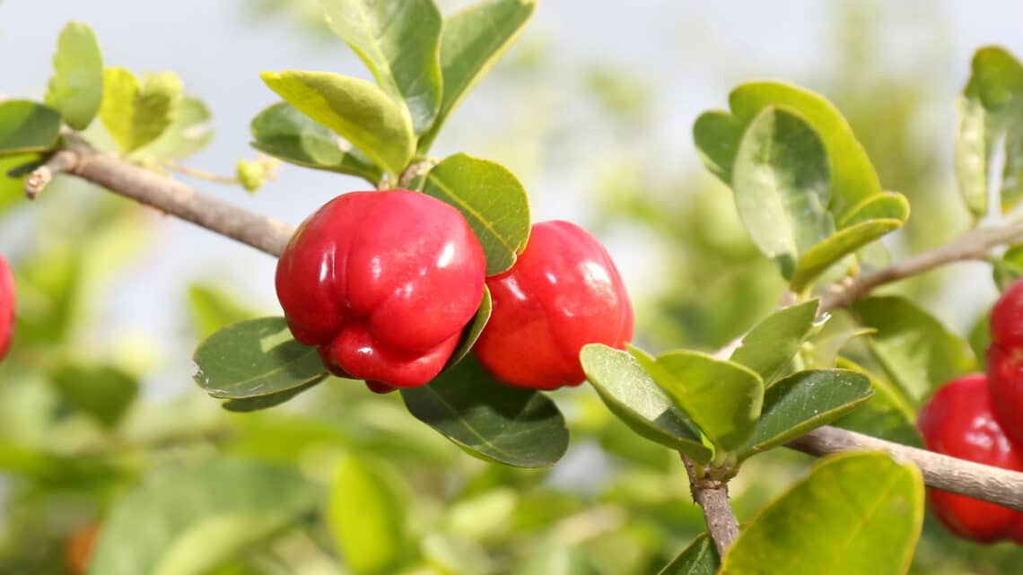Dicas para fazer sua acerola crescer saudável e render mais - Terra ...