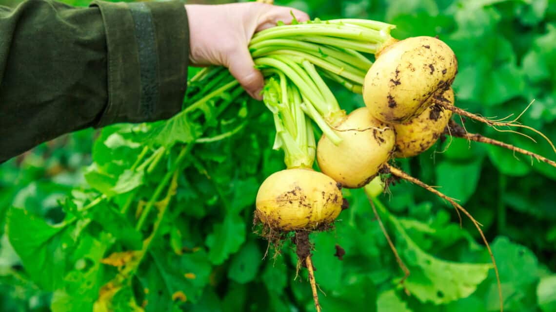 O segredo para garantir nabos sempre frescos e cheios de sabor - Terra ...