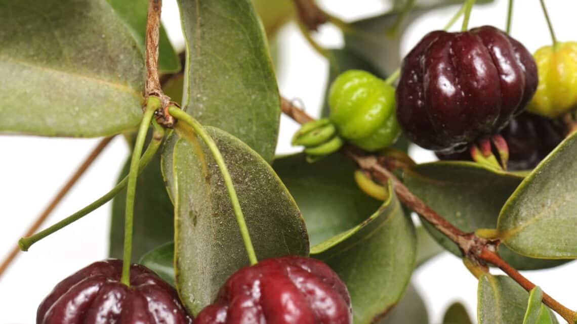 Essas são as melhores dicas para plantar pitanga! - Terra Brasil Notícias