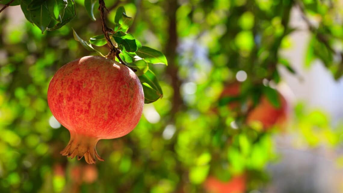 Aprenda a cultivar romã, fruta que beneficia coração e ossos - Terra ...