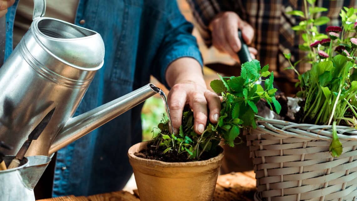 Este segredo para regar as plantas no calor vai manter seu jardim ...
