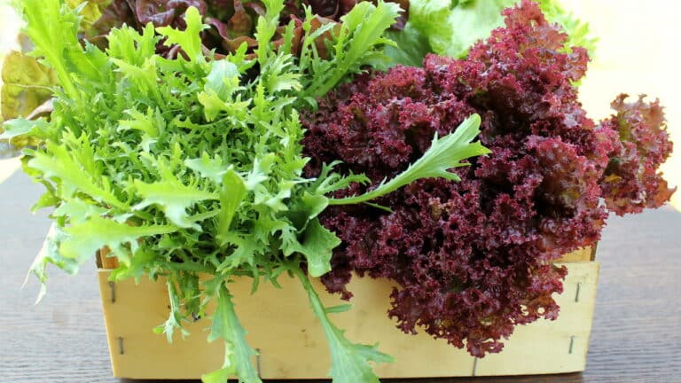 5 passos simples para ter alface fresca o ano todo no jardim de casa ...