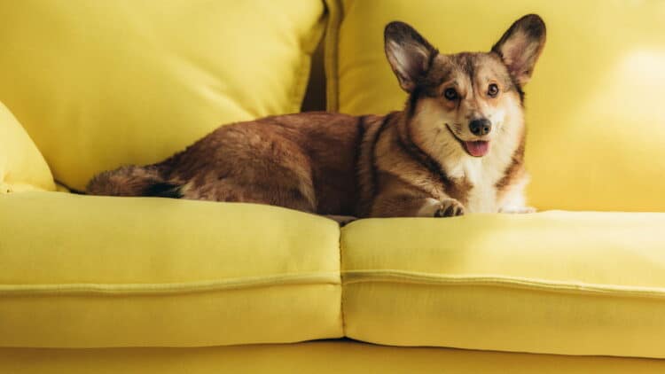 Top 5 brinquedos interativos para manter seu cachorro entretido e feliz ...