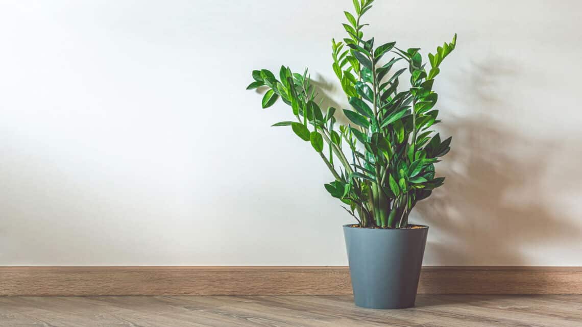 Onde posicionar a zamioculca em casa para atrair fortuna, segundo especialista espiritual ...
