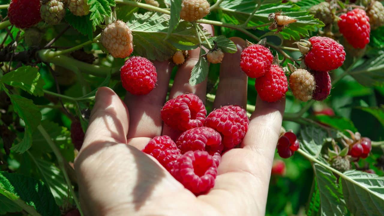 Guia prático para cultivar framboesa em casa de forma simples - Terra ...